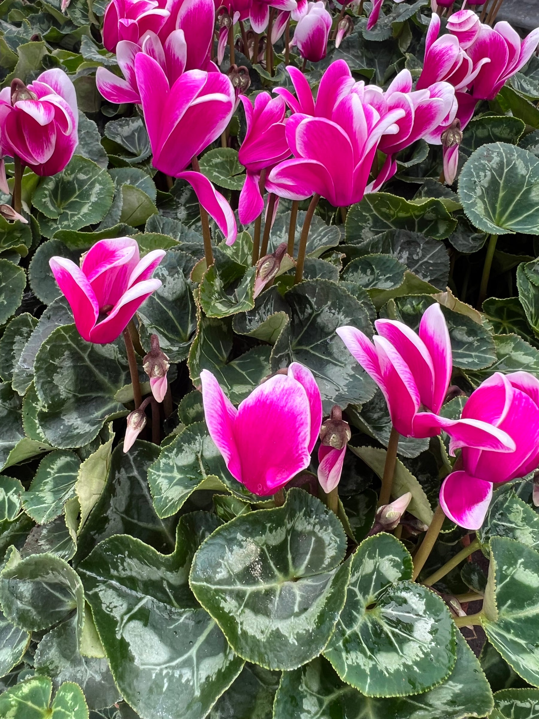 Hope Plants – Hope Plants Ltd