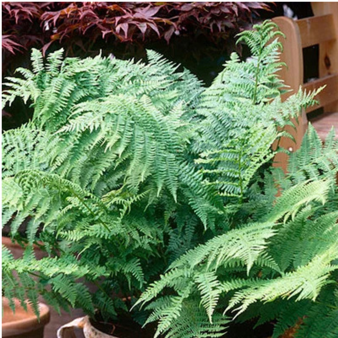 Large Plants - Male Ferns, Ready to Plant in Your Garden, Grown Peat-F ...