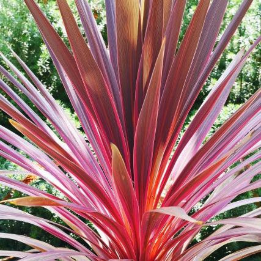 Cordyline Charlie Boy, Ready to Plant in Your Garden, Peat Free, Large ...