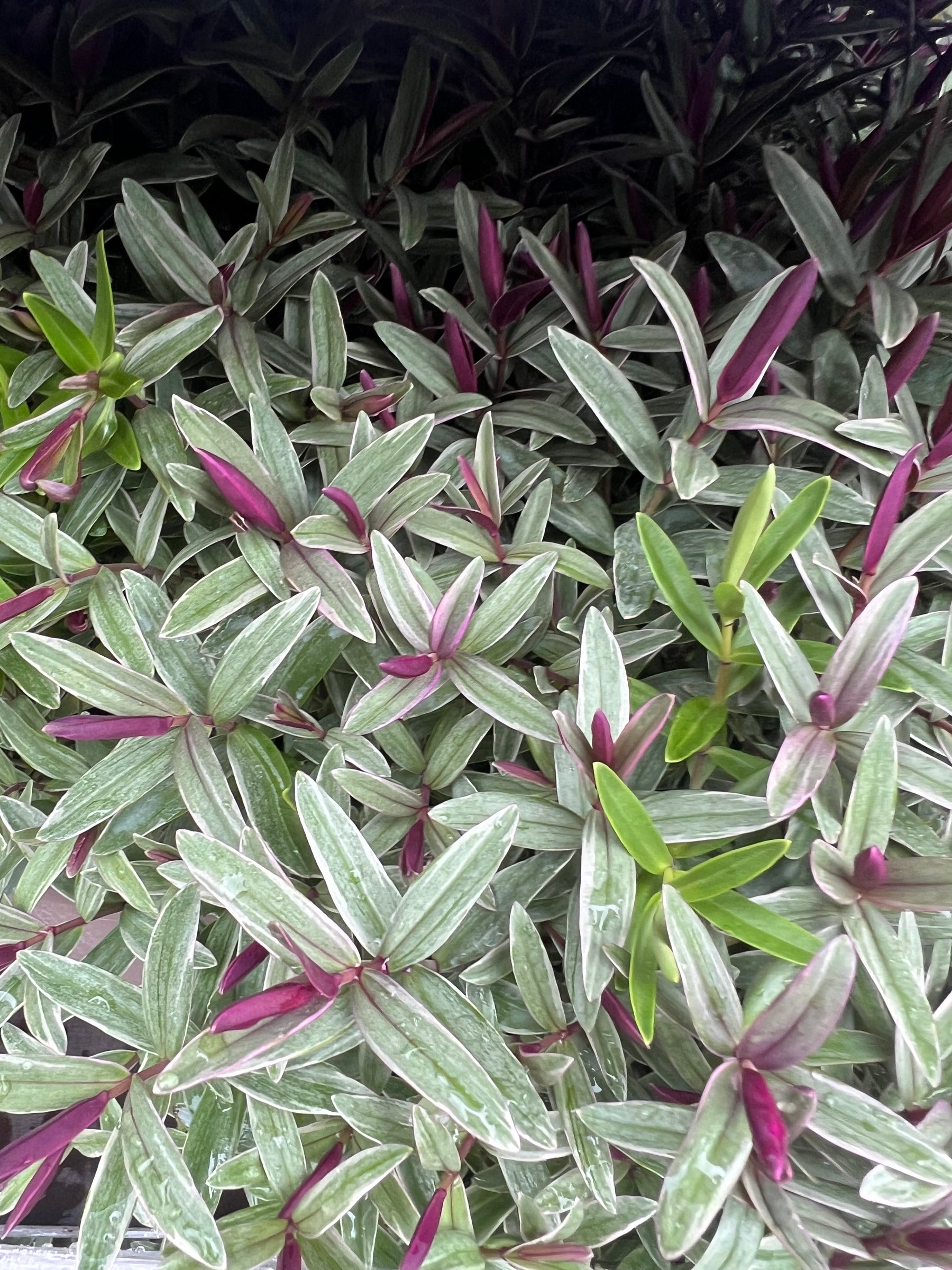 Hope Plants – Hope Plants Ltd