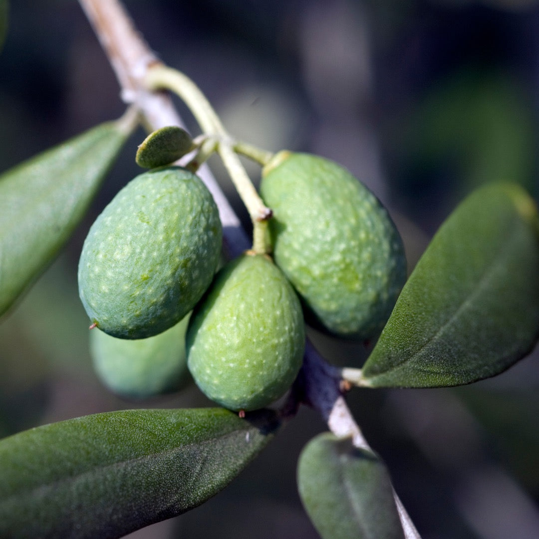 Olive Tree in 22cm Pot/5L 100-120cm Height – Hope Plants Ltd