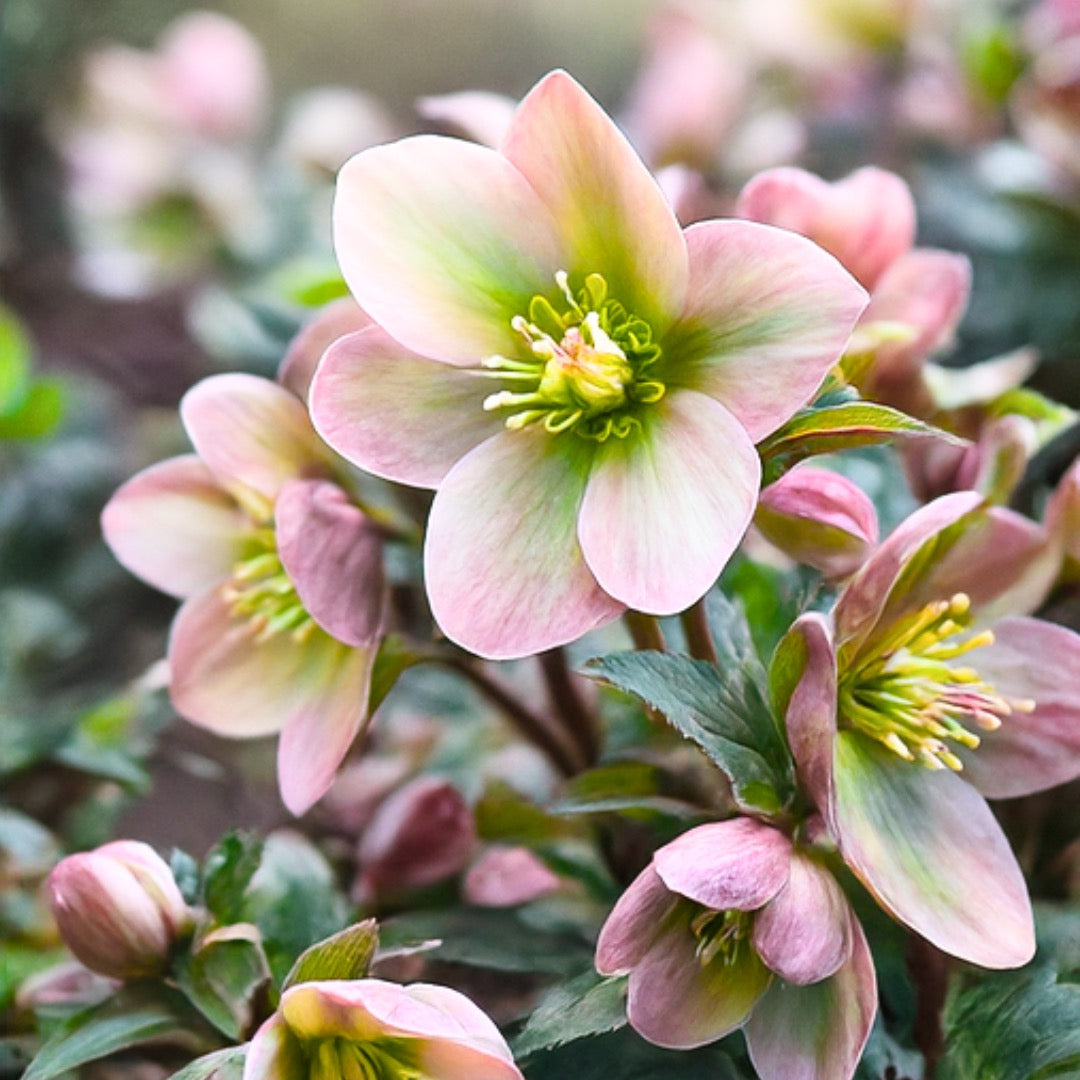 Hellebore Angel Glow, Ready to Plant in Your Garden, 2L Pot x 1 Large ...